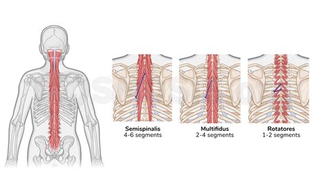 Multifidus Muscle Origin And Insertion