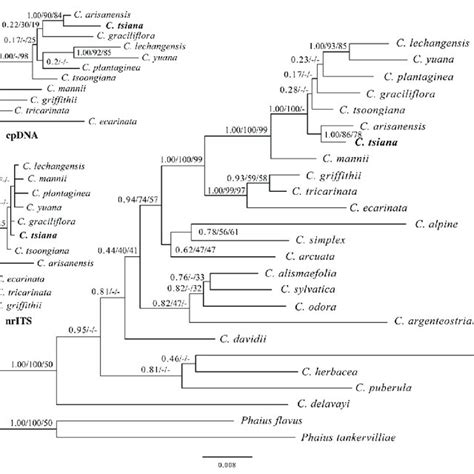 Bayesian Tree Constructed From The Combined Its Nrdna And Plastid Dna
