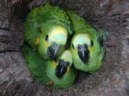 Ninho De Papagaio Na Natureza E Em Cativeiro Mundo Ecologia