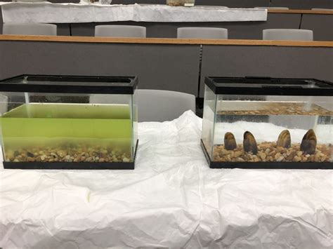 Freshwater Mussels Awwareness