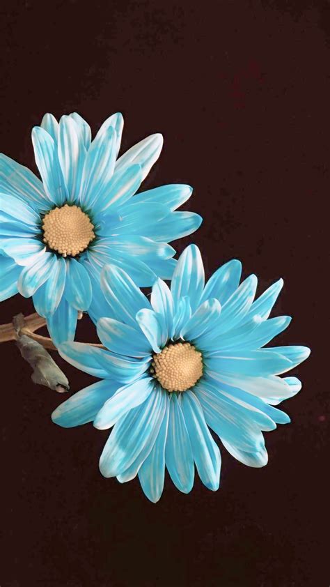 900 Wallpapers Flower Ideas To Save Today Wallpaper Flowers Free