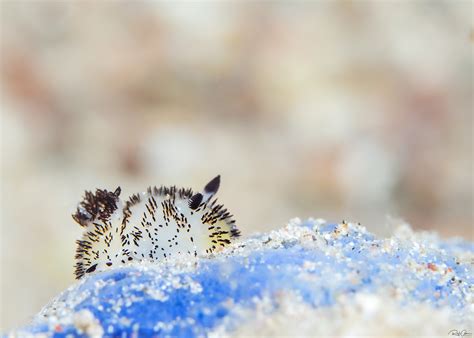 Jorunna Parva Sea Bunny For More Marine Life Please Vis Flickr