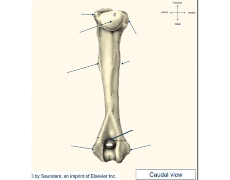 A05 Caudal View Of Humerus Quiz