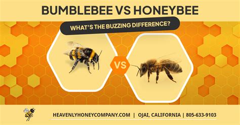 Bumblebee Vs Honeybee Whats The Buzzing Difference Hhc