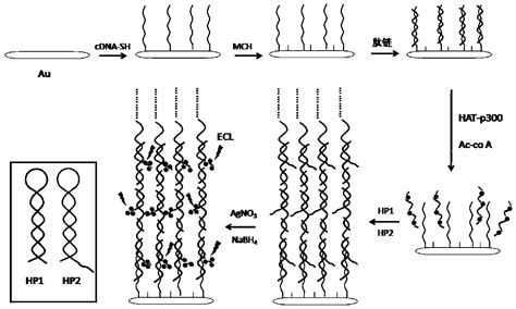 Construction Of An Electrochemiluminescence Sensor For The Detection Of Acetyltransferase