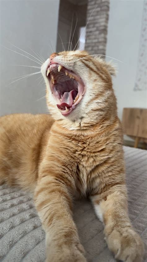 Для тех кто кормит не просто питомца а настоящего хищника 🦁 60 мяса в составе — именно то