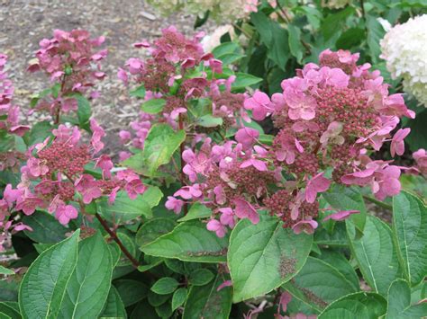 Hydrangea Paniculata Cultivars Ad Trees And Shrubs Online