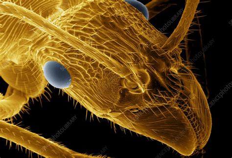 Ant Head Sem Stock Image Z345 0538 Science Photo Library