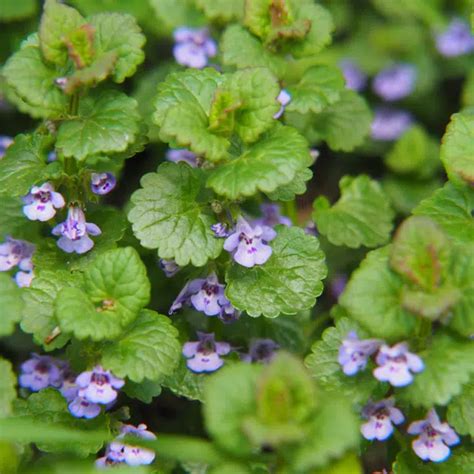 Identifying Common Weeds A Guide With Pictures Artofit