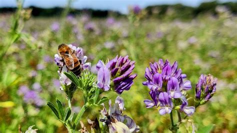 Services Nathan Nelson