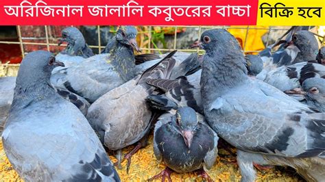 জালালি কবুতরের বাচ্চা বিক্রি হবে বুনো কবুতর পালন পদ্ধতি Youtube