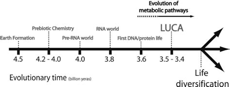 Figure 1 1 From Bioinformatics Of Genome Evolution From Ancestral To Modern Metabolism