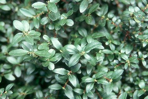 Paxistma Myrsinites Native Oregon Boxwood Landscaping Plants