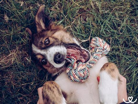 Jak Přežít Pubertu U Psa ChlupÁČi Cz