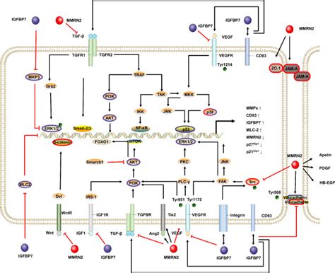 Angiogenesis Modulated By Cd93 And Its Natural Ligands Igfbp7 And Mmrn2