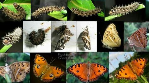 Life Cycle Of The Peacock Pansy Butterfly