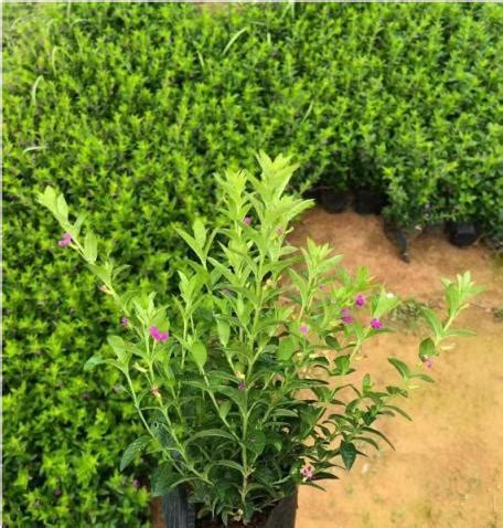 滿天星植物的養殖方法 imomo植物識別