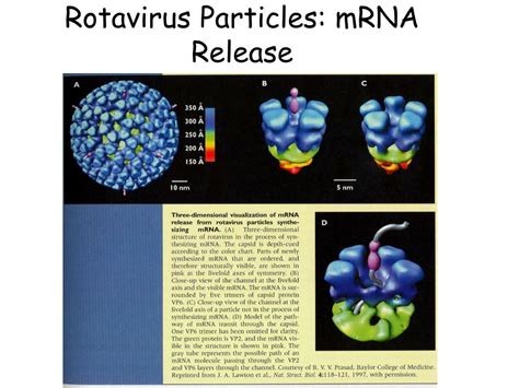Ppt Replication Of Double Stranded Rna Virus Subviral Pathogens Powerpoint Presentation Id