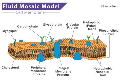 Explain The Fluid Mosaic Model With Labelled Diagram What Is