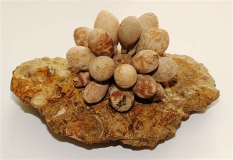 Pseudocidaris Mammosa Member Collections The Fossil Forum