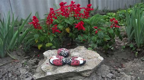 САЛЬВИЯ: КОГДА САЖАТЬ НА РАССАДУ - YouTube