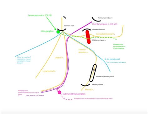 Infratemporal Fossa Flashcards Quizlet