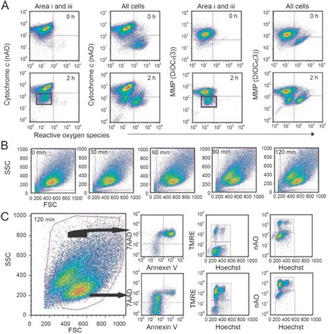 Cytochrome C Release And Loss Of Mitochondrial Membrane Potential Download Scientific Diagram