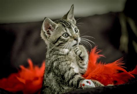 Más De 50 Fotos De Gato Pensando Y Gato Gratis Pixabay