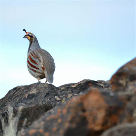 Chukar A Fascinating Bird Species