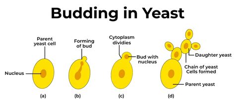 Budding Definition Process Advantages Disadvantages Biology Budding Definition Process Advantages Disadvantages Biology