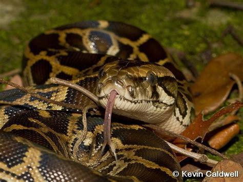 Python Molurus Alchetron The Free Social Encyclopedia
