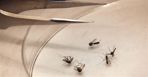 Oregon Girl Contracts Bubonic Plague — Heres What You Need To Know