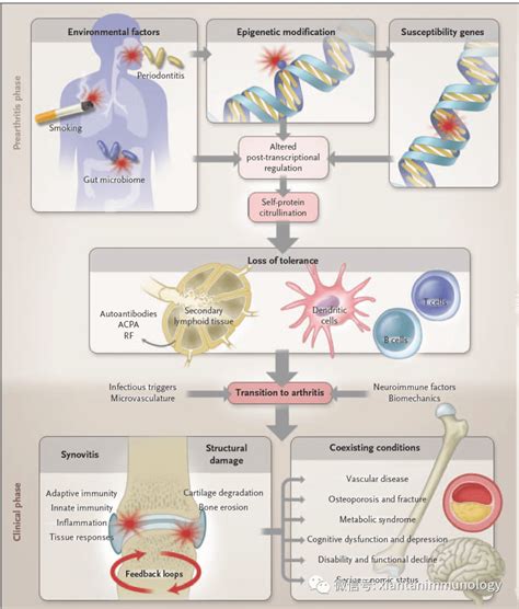 人人学懂免疫学第五十四期：类风湿性关节炎、麸质不耐受和系统性红斑狼疮 细胞 内容 机制