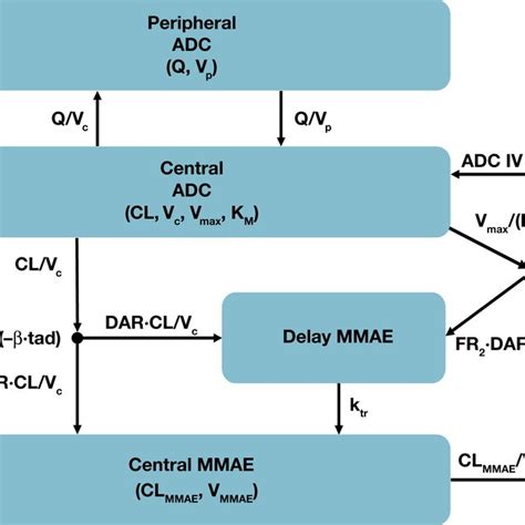 Schematic Representation Of The Four‐compartment Structural Adc‐mmae Download Scientific