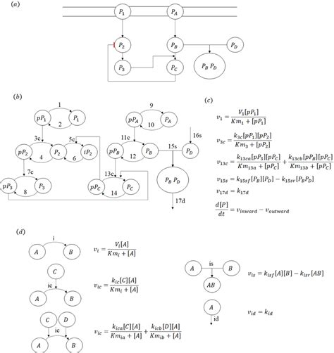 The Ordinary Differential Equations Model Of Cell Signaling Networks