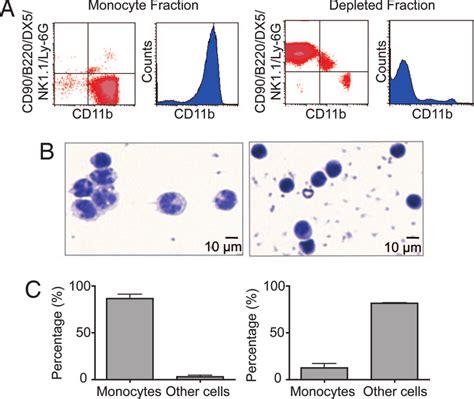 Monocyte Isolation A The Monocyte Fraction Left And The Depleted Download Scientific