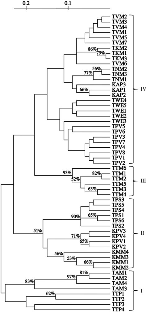 Upgma Genetic Similarity Dendrogram From Inter Simple Sequence Repeat