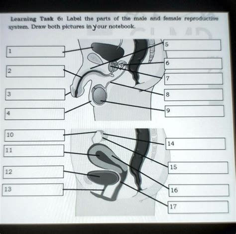 SOLVED Learning Tas Label The Parts Of The Male And Female Reproductive System Draw Both