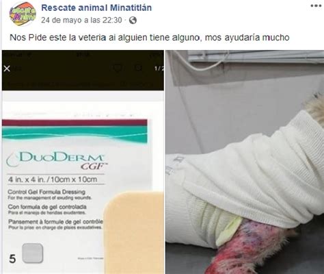 Muere “cachito” El Perro Al Que Una Mujer Le Lanzó Agua Hirviendo En Veracruz Porque “le