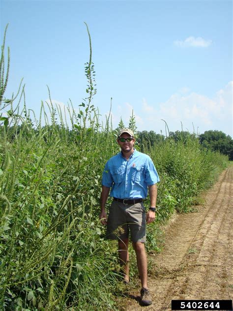 Palmer Amaranth Amaranthus Palmeri