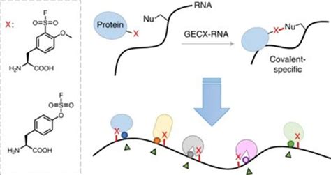 Publications Bingchen Yu Lab