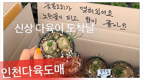 2월15일 인천다육도매 365일 다육이보기🔺010 5316 7402🔺유투브에서 핫한 인천다육도매점채팅참여 大환영국민다육이
