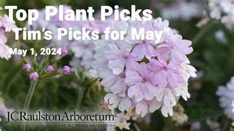 Top Plant Picks Tims Picks For May Youtube
