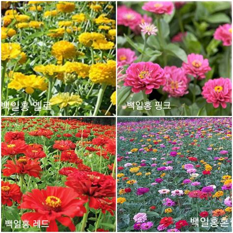 세계차and꽃차한중일차홍차커피등 Band