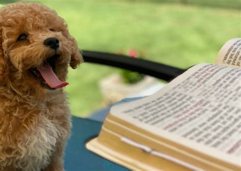 Luke 17 18 Deep Diving Bible Study Seeking Scripture