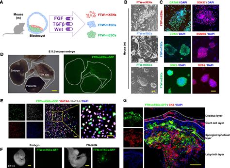 Dissecting Embryonic And Extraembryonic Lineage Crosstalk With Stem Cell Co Culture Cell