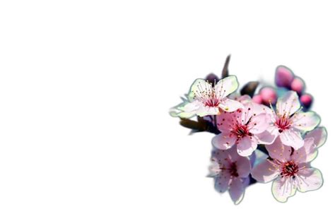 Complete All My Tasks In Timely And Professional Manner By Isurupieris Fiverr