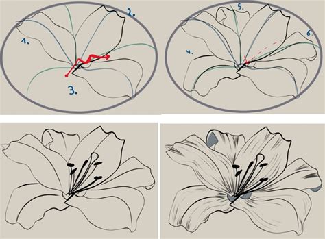 아이들을 위해 백합을 단계별로 그리는 방법