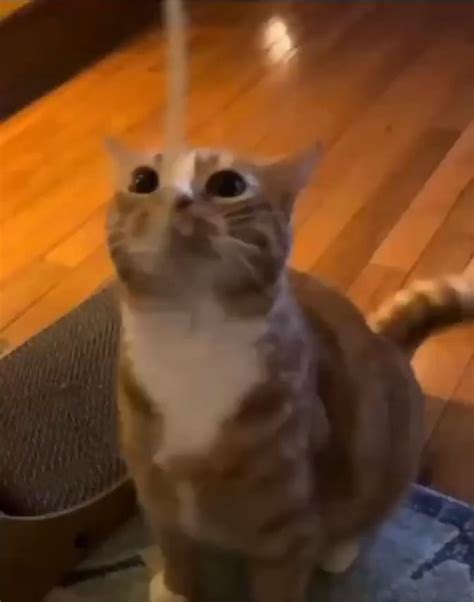 cat exe processing string r c at