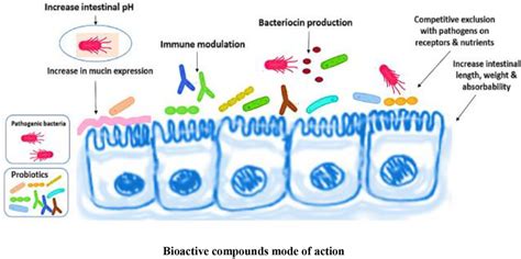 Bioactive Compounds Mode Of Action Effects Of Bioactive Compounds On
